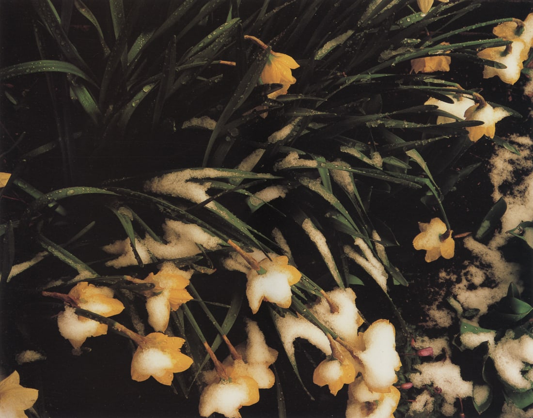 Cole Weston - Daffodils California, 1990 Auction
