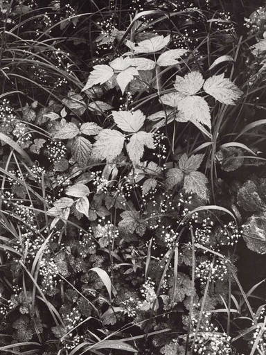 Ansel Adams Trailside, Near Juneau, Alaska C. 1947