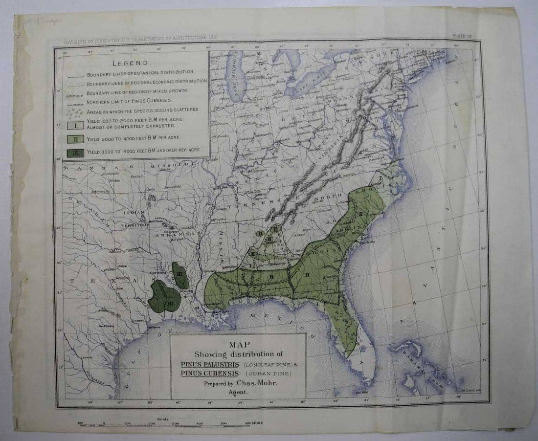 Map Showing Distribution Of Pinus Palustris (longleaf Pine) & Pinus ...