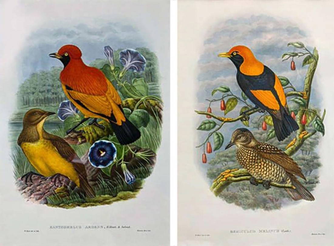 19th Century Pair Of Colored Lithographs Birds, Custom Framed, Signed ...