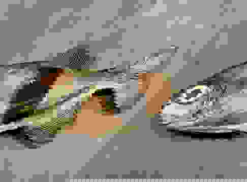 Real Fish Taxidermy False Piranha/myleus Schomburgkii Auction