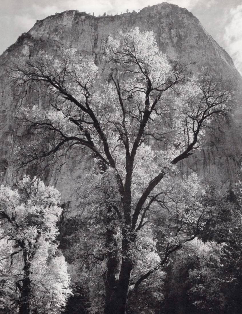 Ansel Adams - Autumn Tree Against Cathedral Rocks, Yosemite, C. 1944 ...