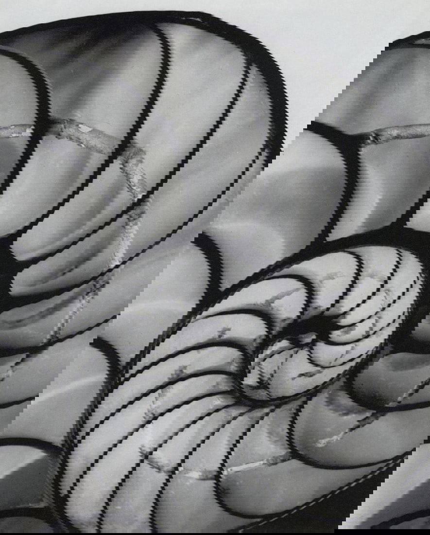 Andreas Feininger - Sectioned Shell Of Nautilus 1970 Auction