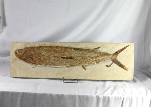 Collectible Rocks, Minerals & Fossils for Sale at Auction