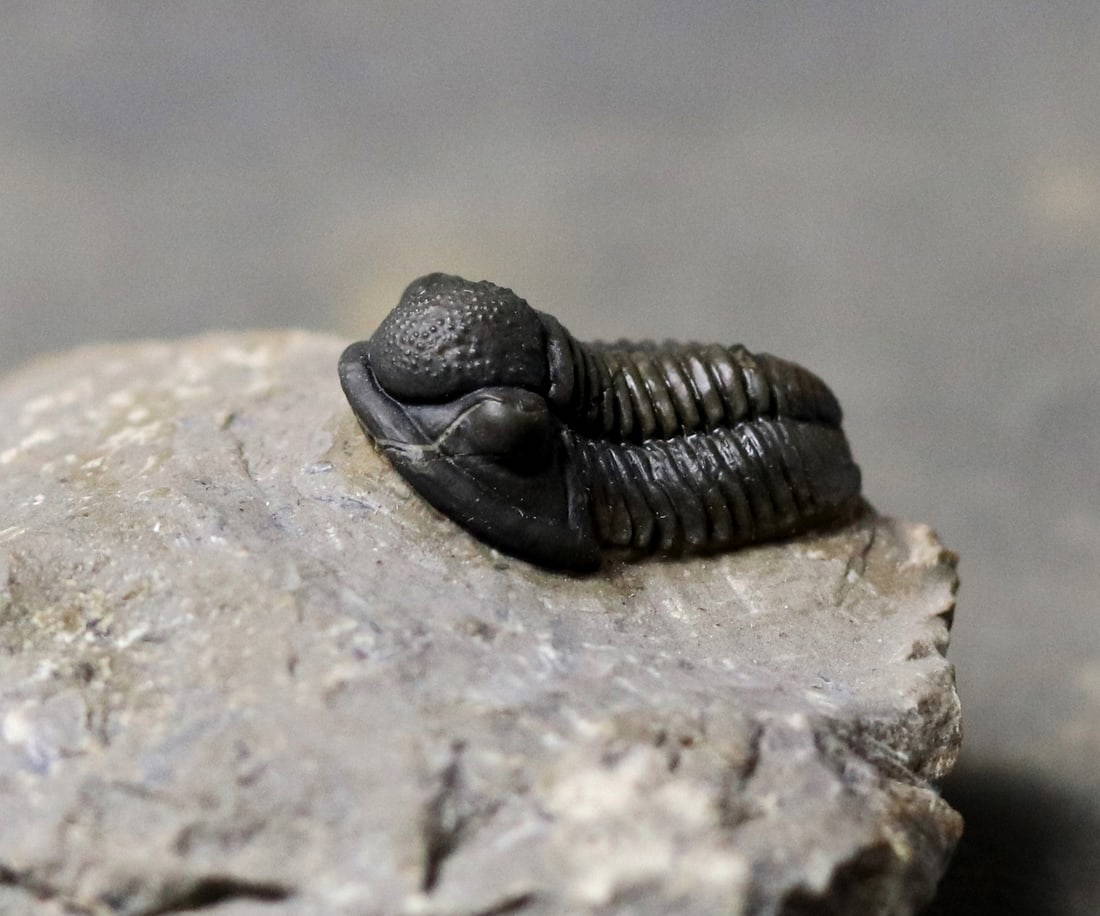 Fine Trilobite Proetus Granulosus Auction