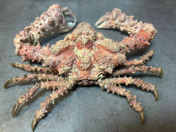 Elbow Crab Parthenope Validus Taxidermy