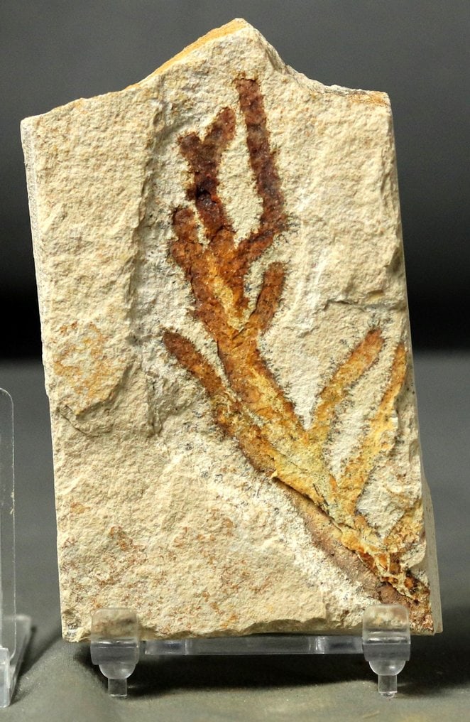 Well Centered Fossil Conifer With Visible Scales - The Rarer Specie ...