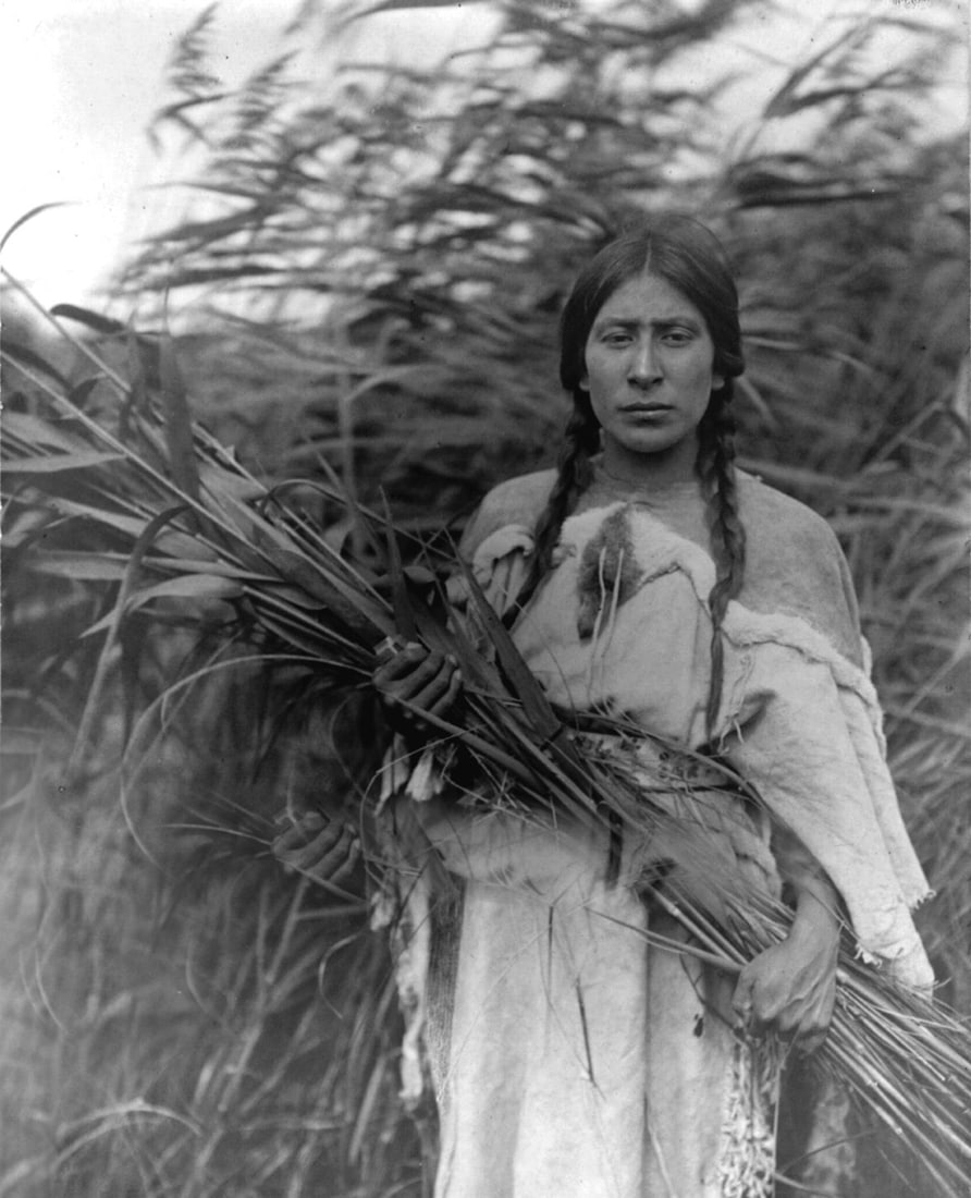 1908, Rush Gatherer, By Edward S. Curtis - Jun 03, 2025 | Jasper52 In Ny