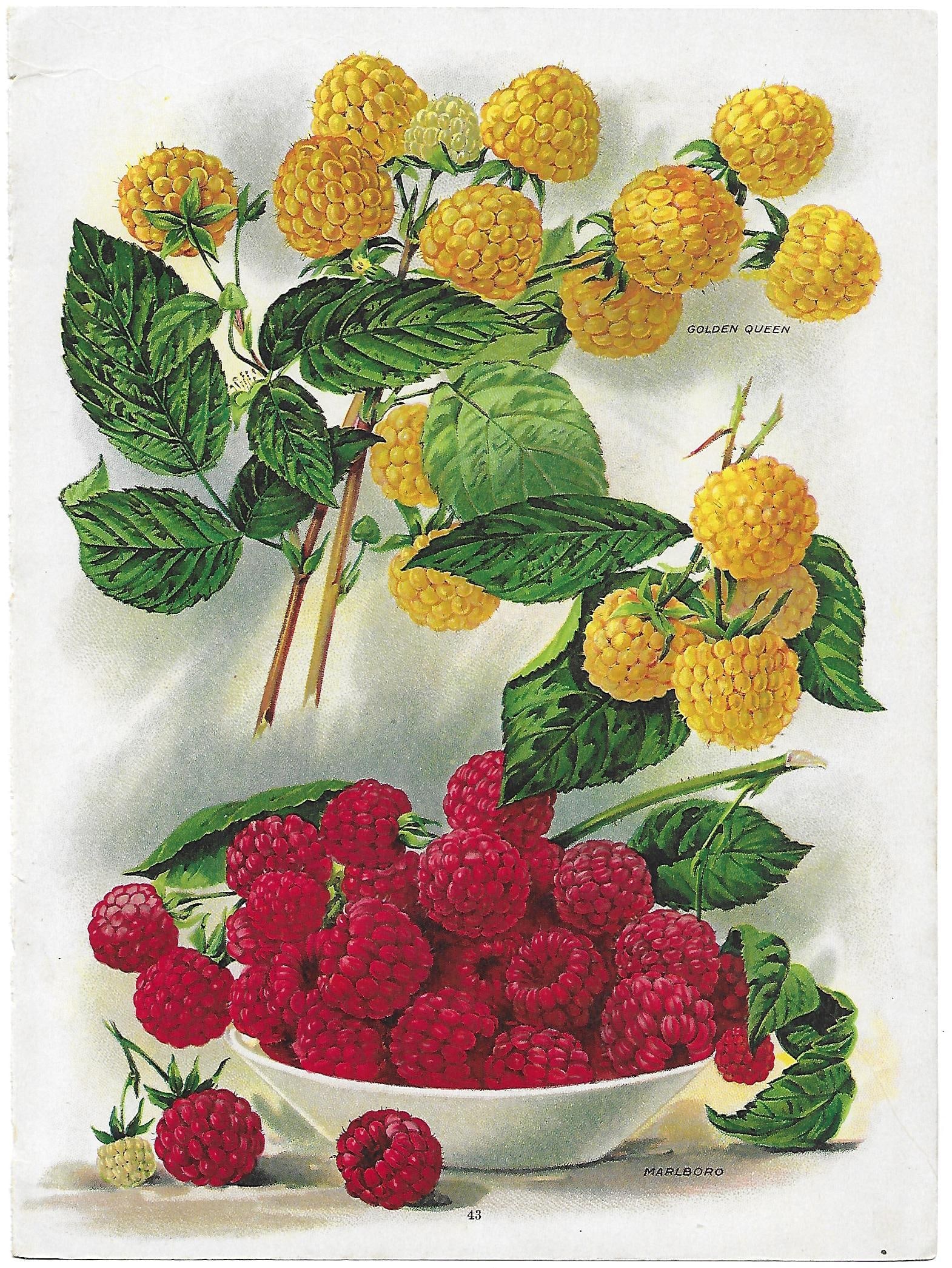 Buy Raspberries - Print From Antique Nursery Catalog | Jasper52 In Ny
