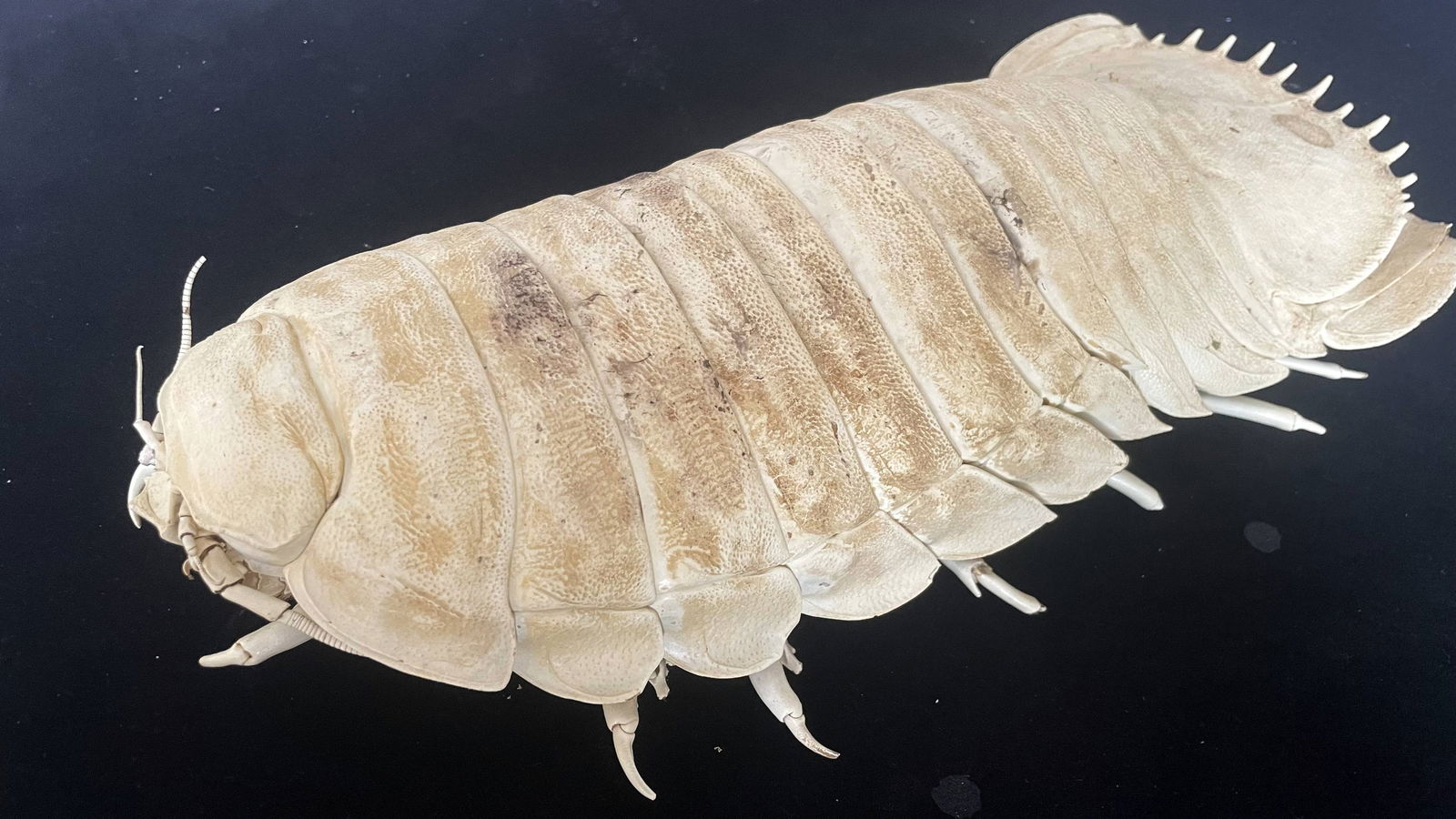 Buy 43 Cm Extremely Large Deep-sea Giant Isopod Bathynomus Giganteus ...