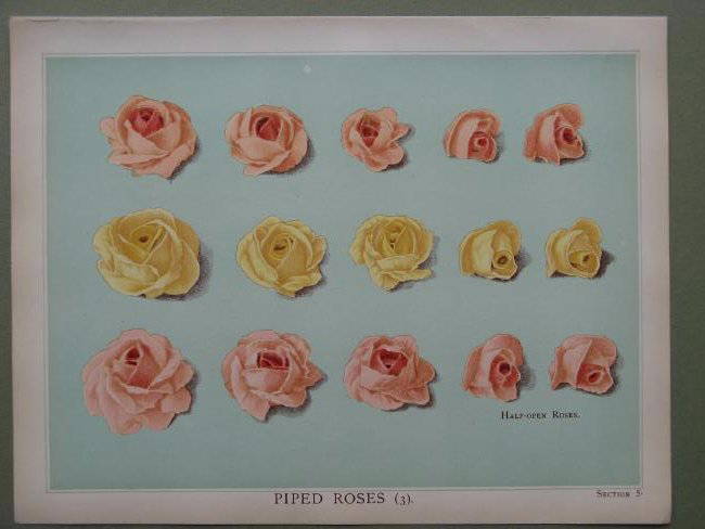 Piped Roses, Half Opened