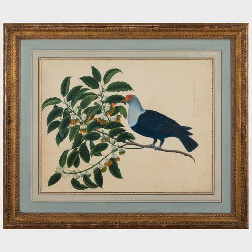 George Edwards (1694-1773): Pigeon (#0038) on Mar 09, 2023 | STAIR in NY