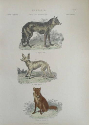 Wolf Fennec Common Fox Hand Colored Engraving