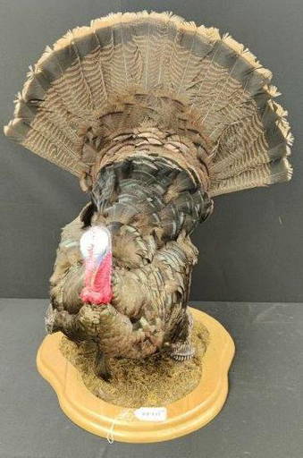 Full Body Strutting Tom Turkey Mount