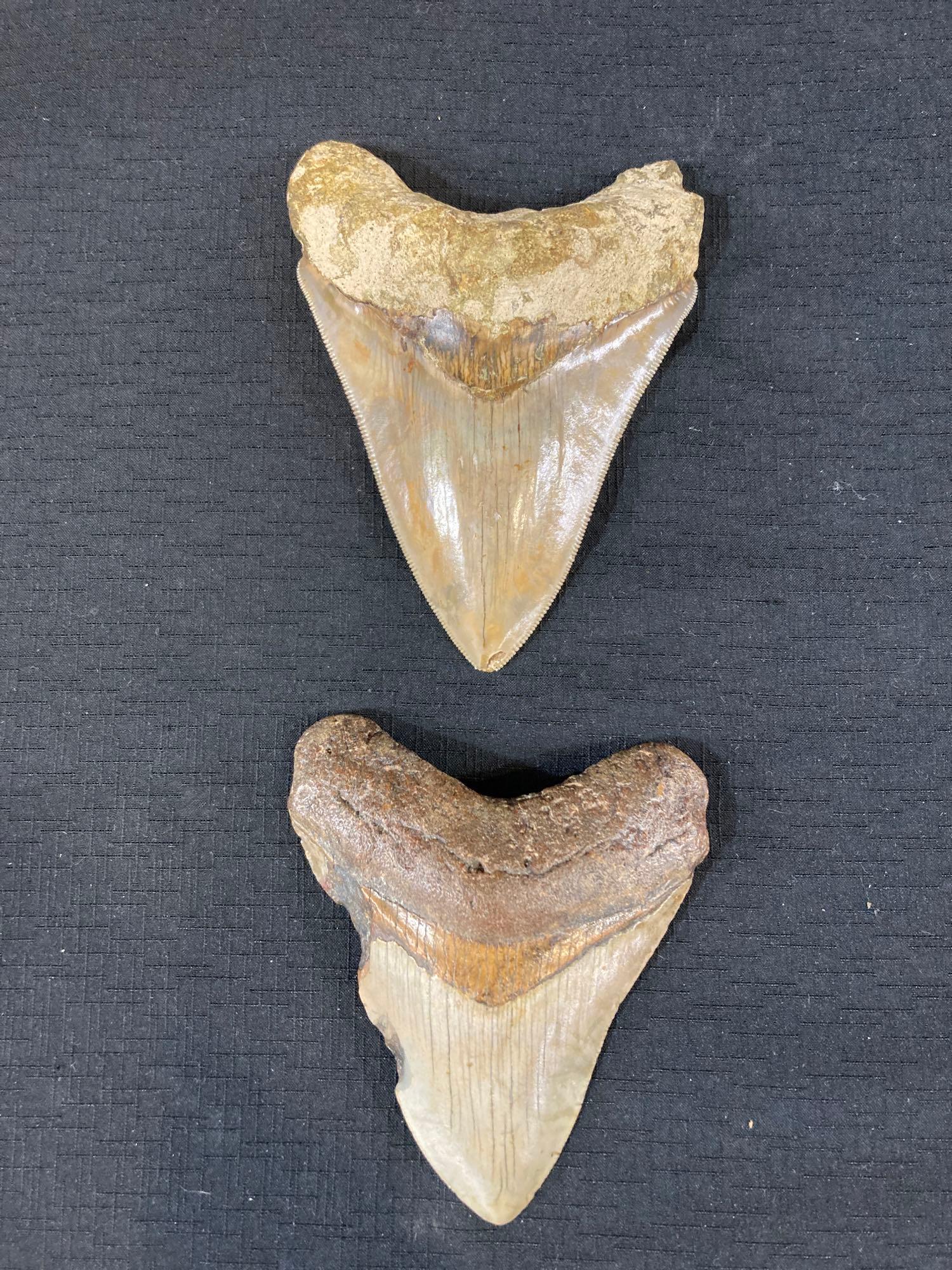 Megaladon Shark Tooth Fossils Auction