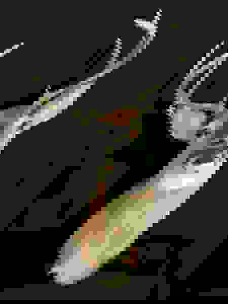 8 Point Buck Mount Auction