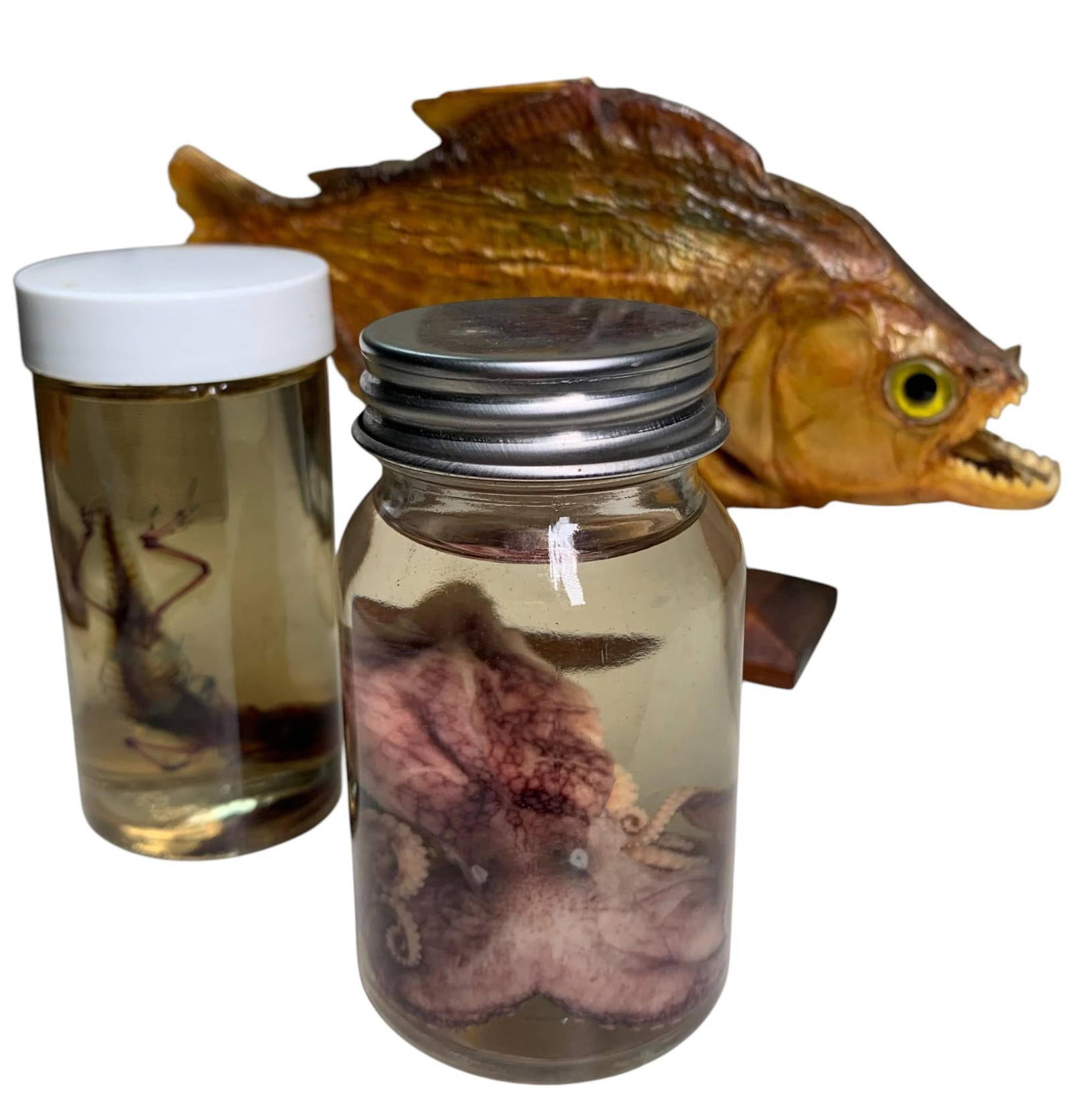 3 Pc Taxidermy Piranha Fish, Musky Octopus & Diaphonized Lizard Wet ...