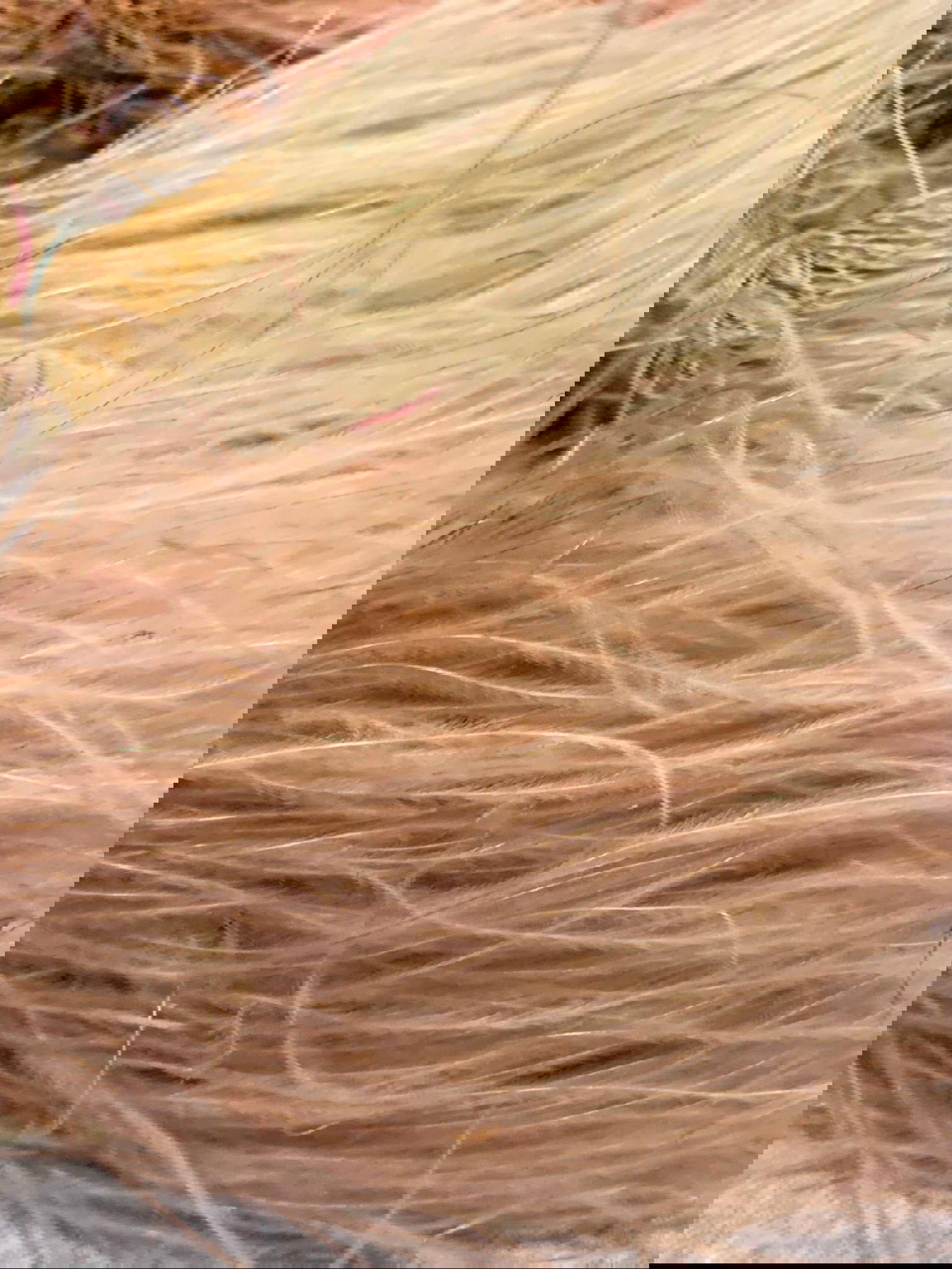 8 Bundles Of Antique Pastel Dyed Millinery Hat Decorating Plumes - May ...