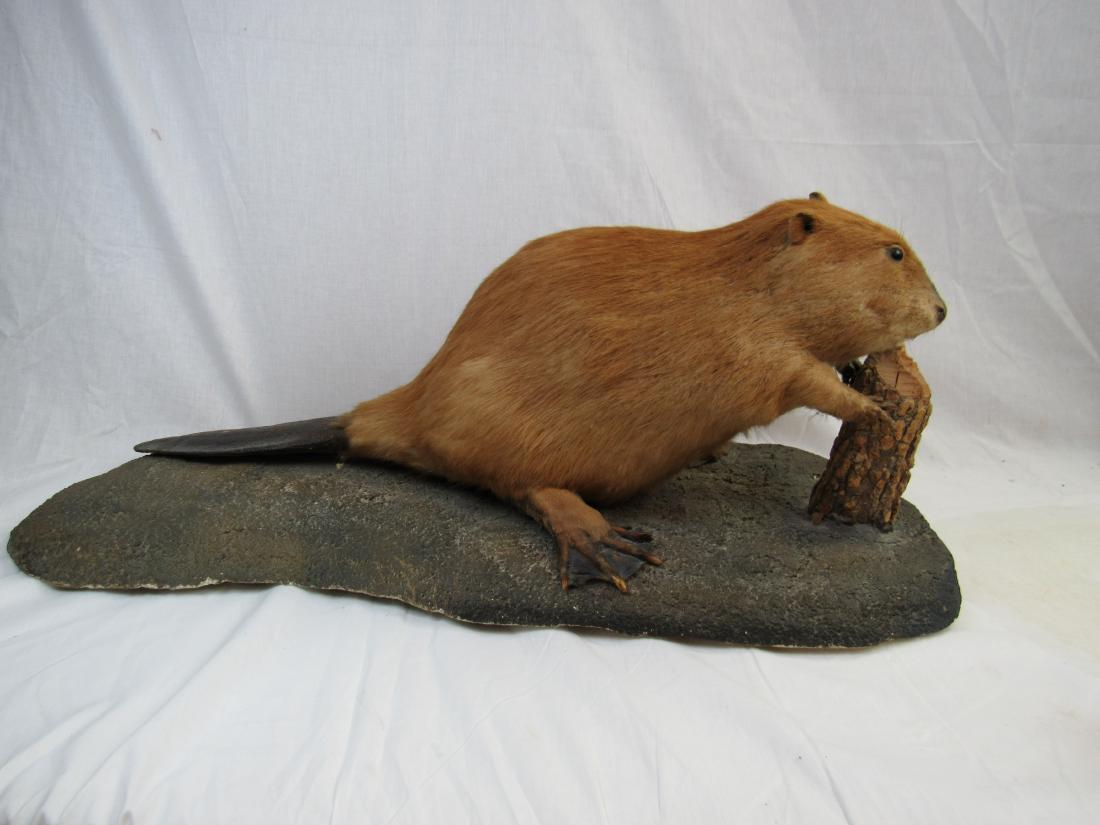 Beaver Taxidermy Mount