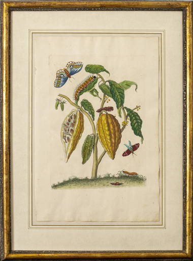 Joseph Mulder Cocoa Tree Hand-Colored Engraving - Feb 20, 2022 ...
