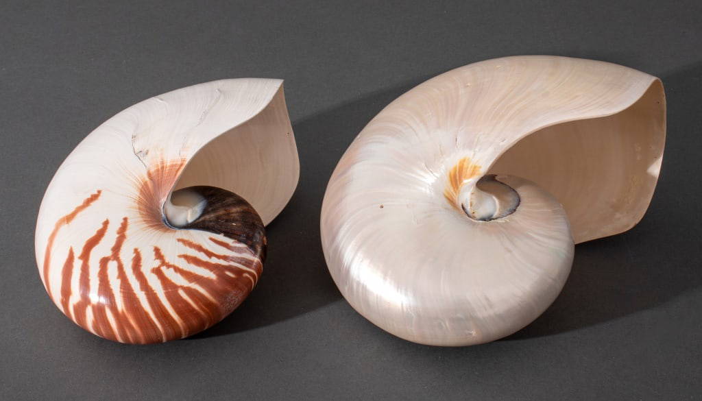 Nautilus Sea Shell Specimens, 2 Auction