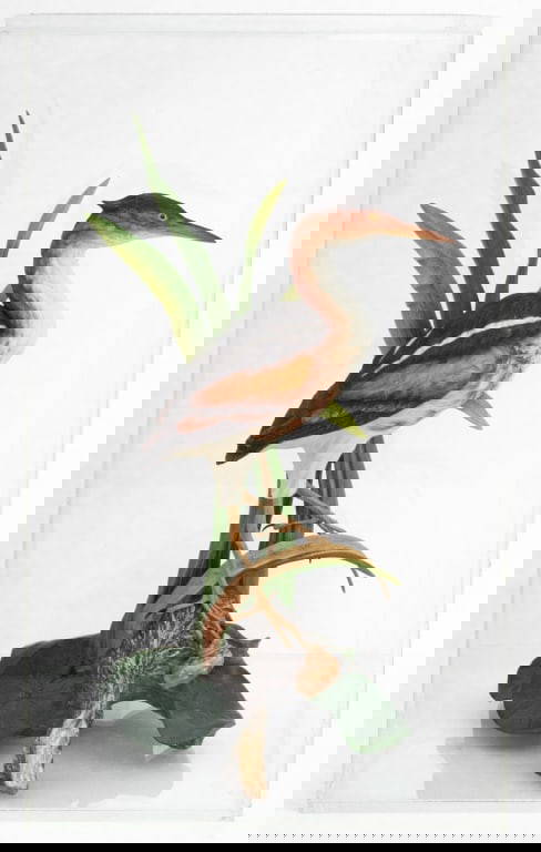 Edward Boehm "least Bittern" Porcelain Sculpture Auction