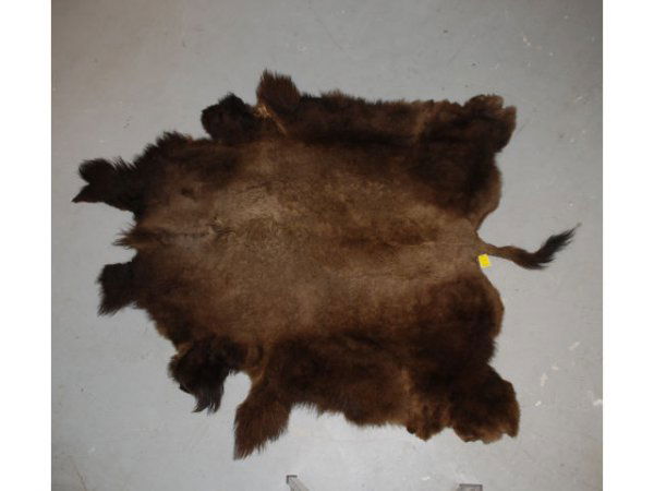 Buffalo Hide Used In Movie Dances With Wolves
