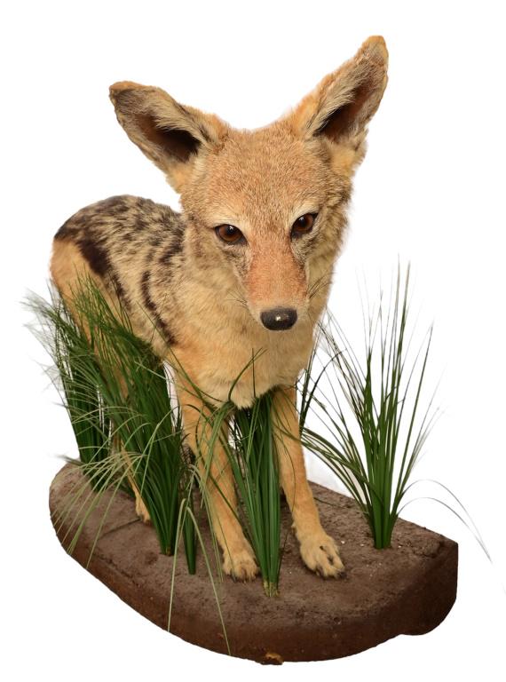 Gray Fox Taxidermy Mount Auction