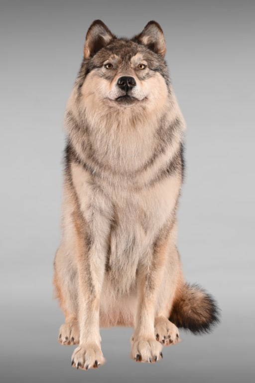 Alaskan Timber Wolf Taxidermy Mount Auction