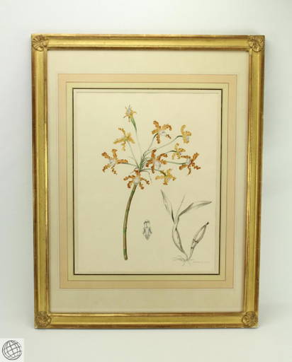 Encyclia Sp Orchid Richard Norbury 1838 Pencil Pen Ink