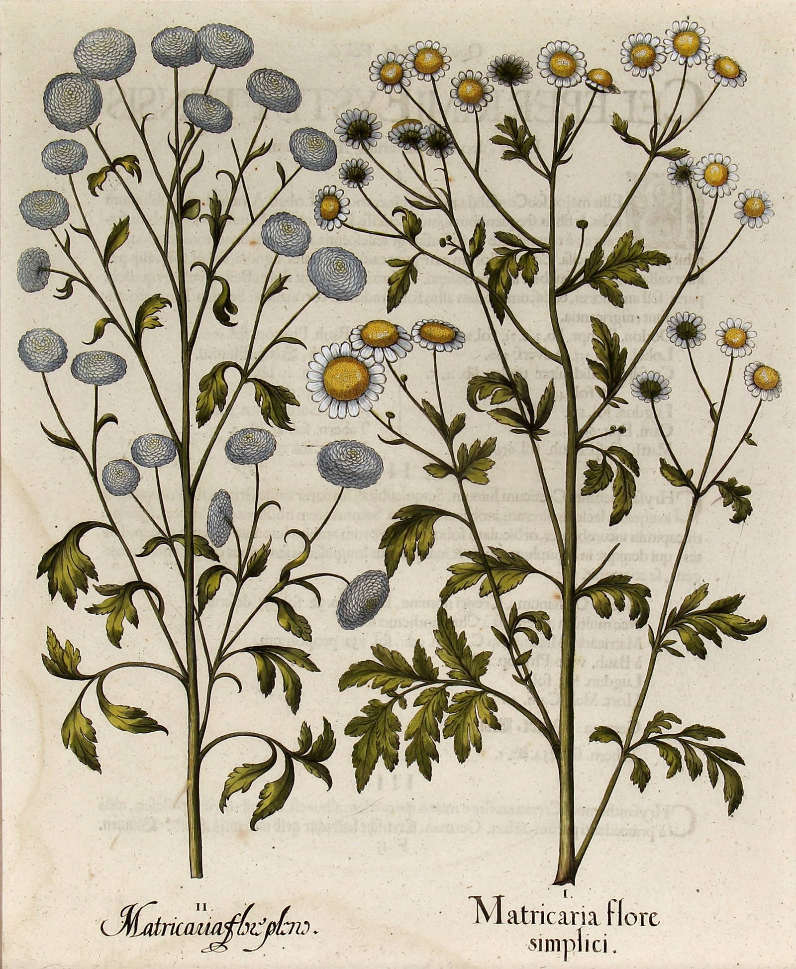 Basilius Besler Prints & Multiples for Sale at Auction