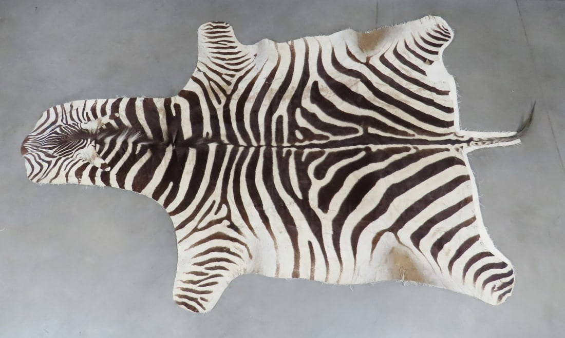 Vintage Zebra Hide Pelt 96 X 70" Auction