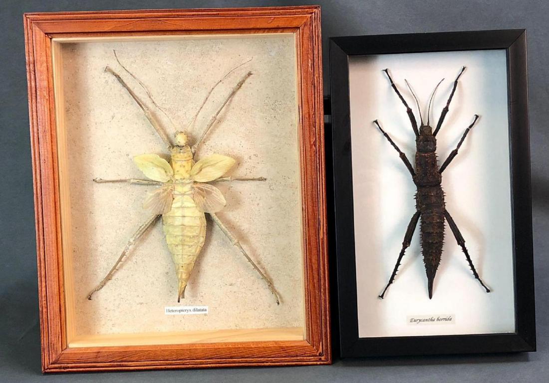 Two Large Mounted Stick Insect Specimens - Mar 17, 2019 | Clark's ...