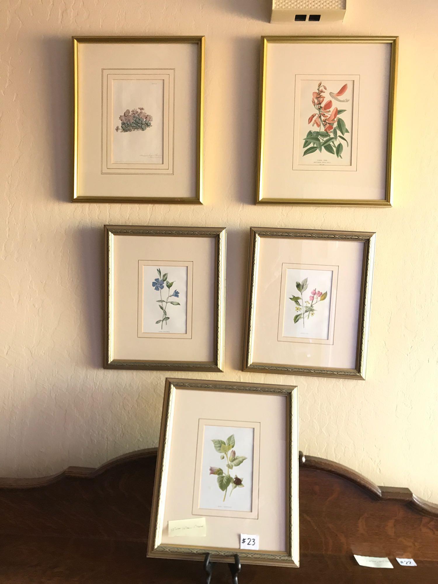 Five Early 20th Century Botanical Prints