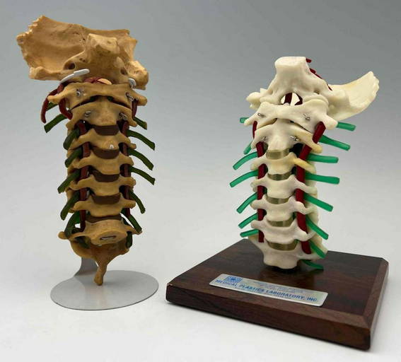 Two Vintage Anatomical Medical Spine Models - Feb 20, 2022 | Clark's ...