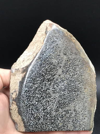 Fossil, Natural, Jewelry, Lapidary, Slab