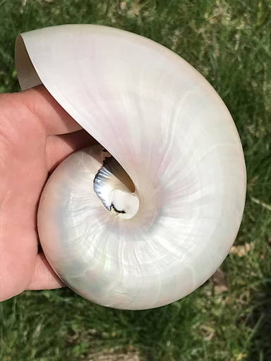 Seashell, Ocean, Beach, Natural, Decor, Collectible, Specimen (#0180 ...