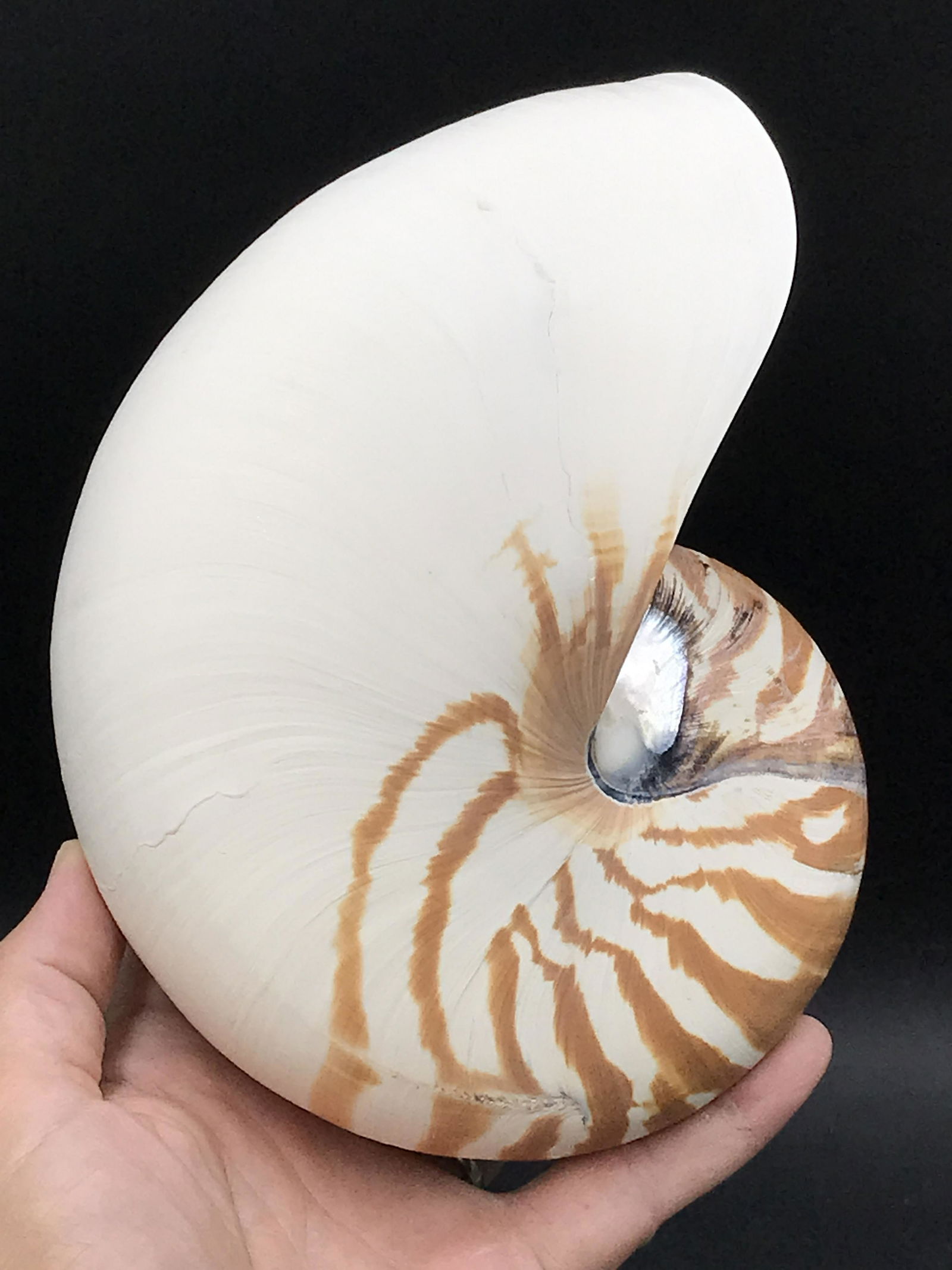 Seashell, Ocean, Beach, Natural, Decor, Collectible, Specimen