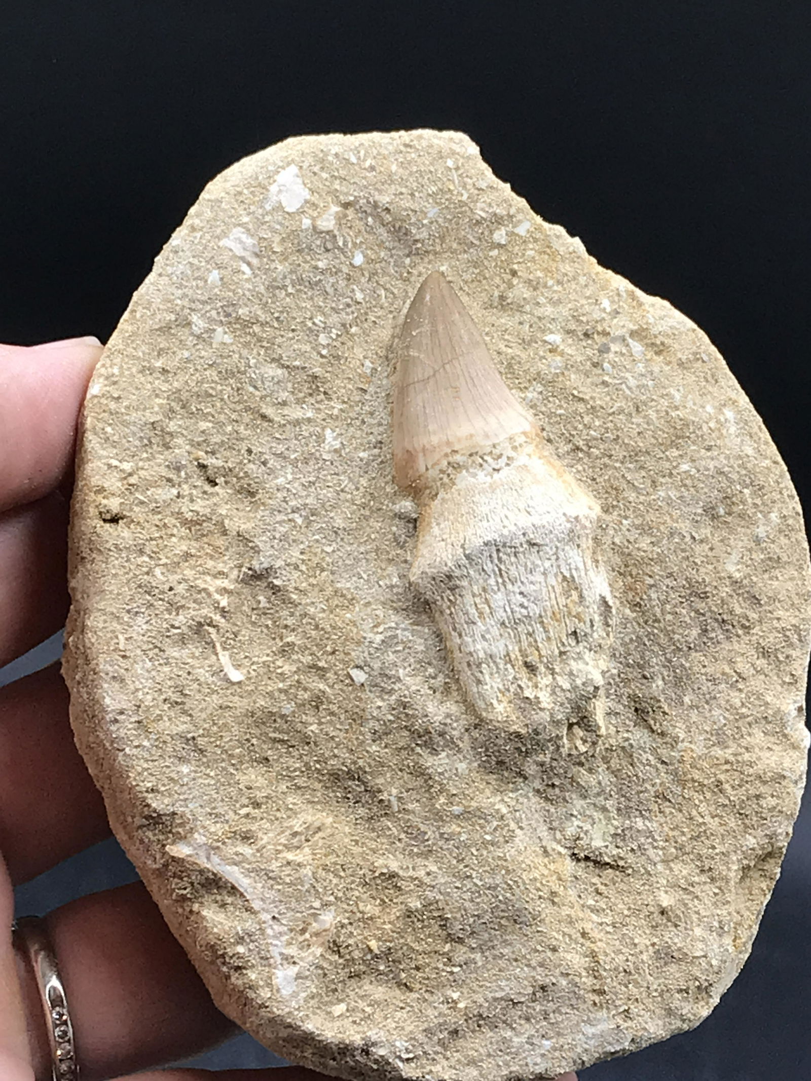 Reptile, Fossil, Natural, Collectible, Specimen, Tooth (#0345) on Aug ...