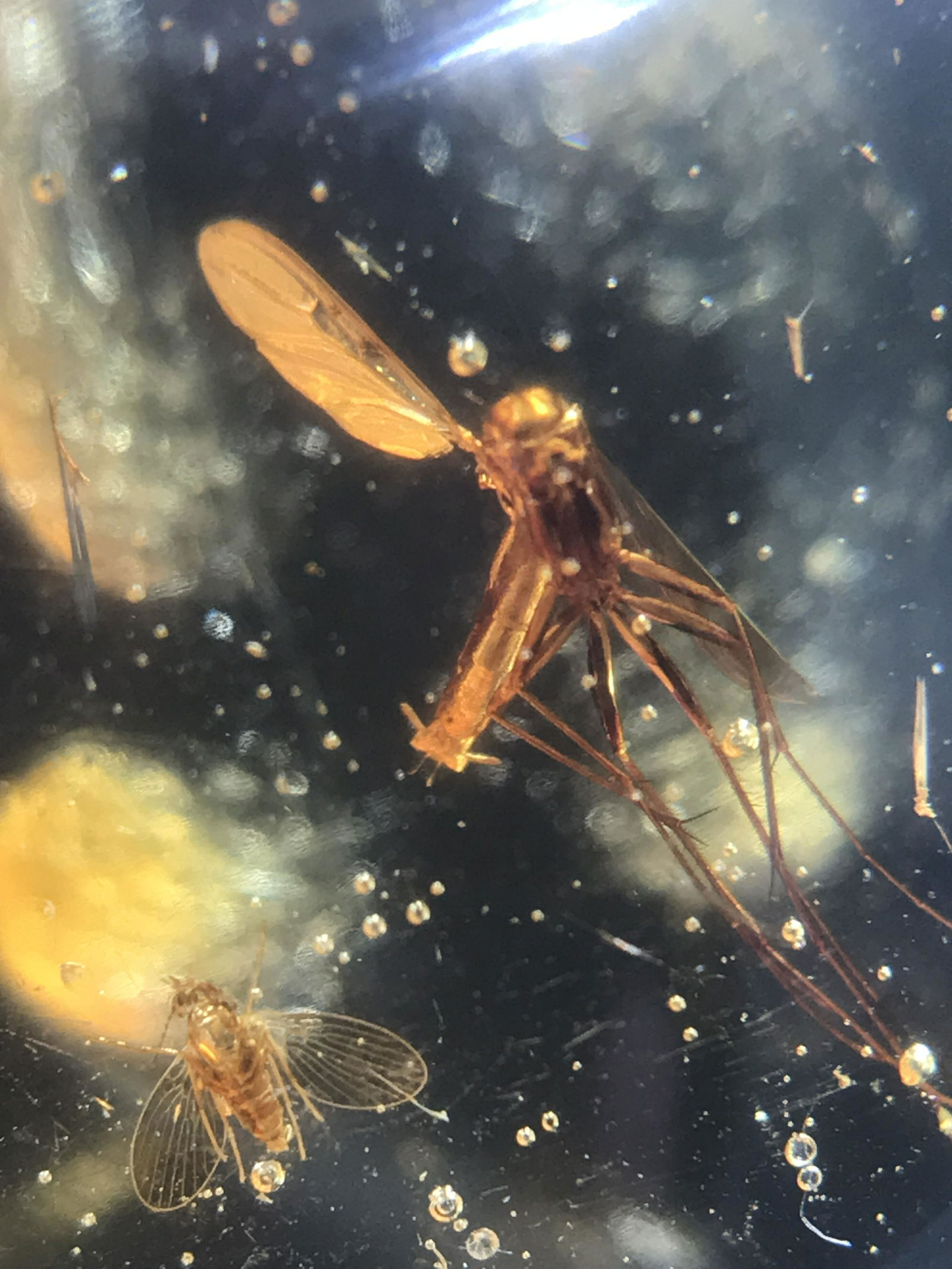 Amber, Fossil, Natural, Collectible, Specimen, Insect