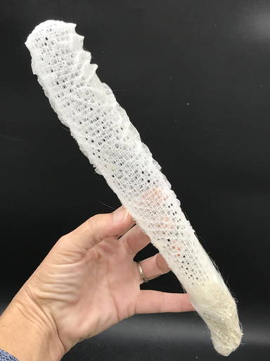 Glass Sponge Skeleton