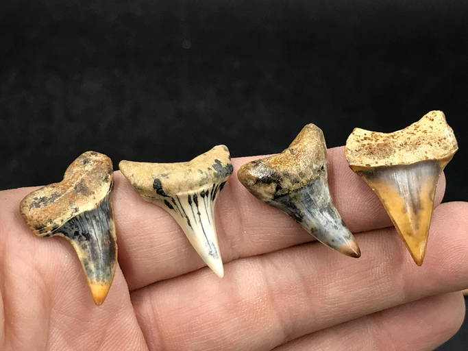Fossil Shark Teeth Isurus (Mako) Hooked Tooth (#0348) on Dec 27, 2022 ...