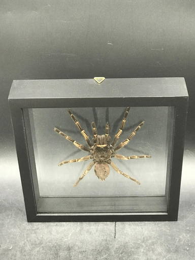 Framed Spider: Tarantula (#0408) on Dec 28, 2022 | Easterly Auction ...
