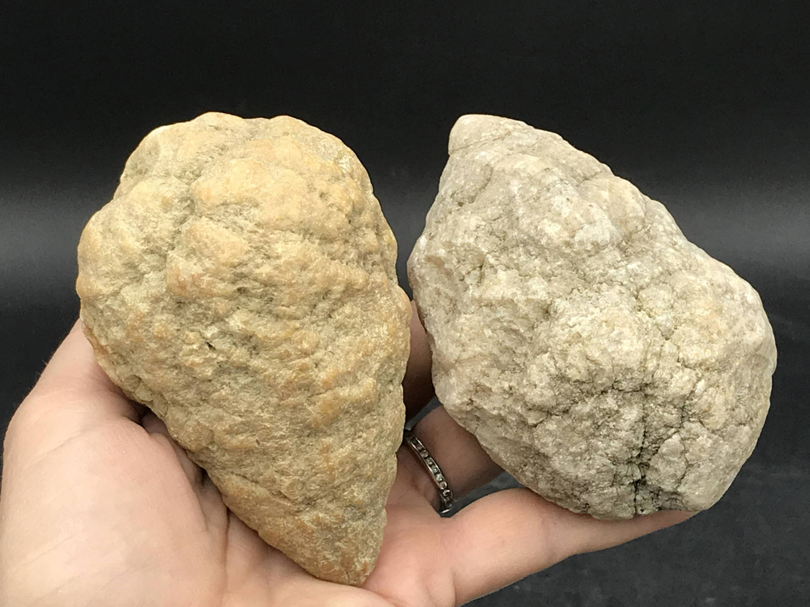 Geodes: Fossil Crinoid Heads (#0350) on Mar 28, 2023 | Easterly Auction ...