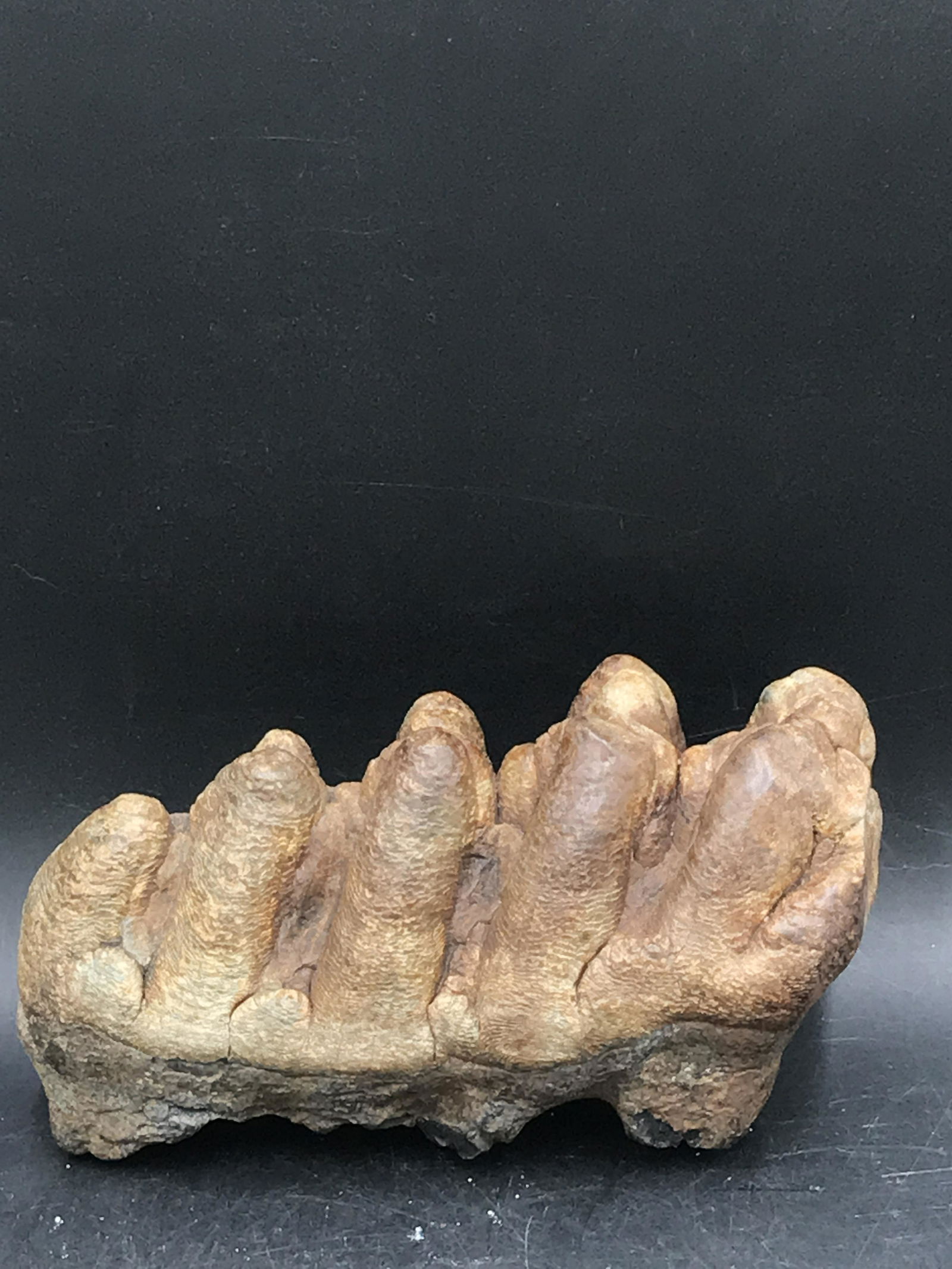 Fossil Tooth: Mastodon - Mar 29, 2023 | Easterly Auction Company in MO