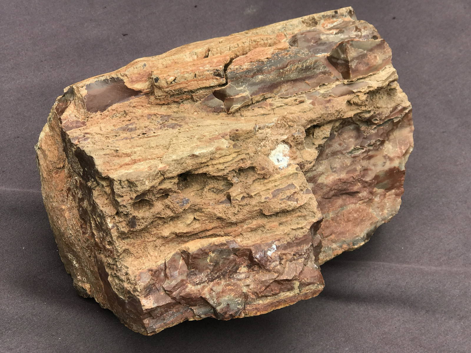 Petrified Wood, Fossil, Rock, Natural, Decor, Collectible, Slab Auction