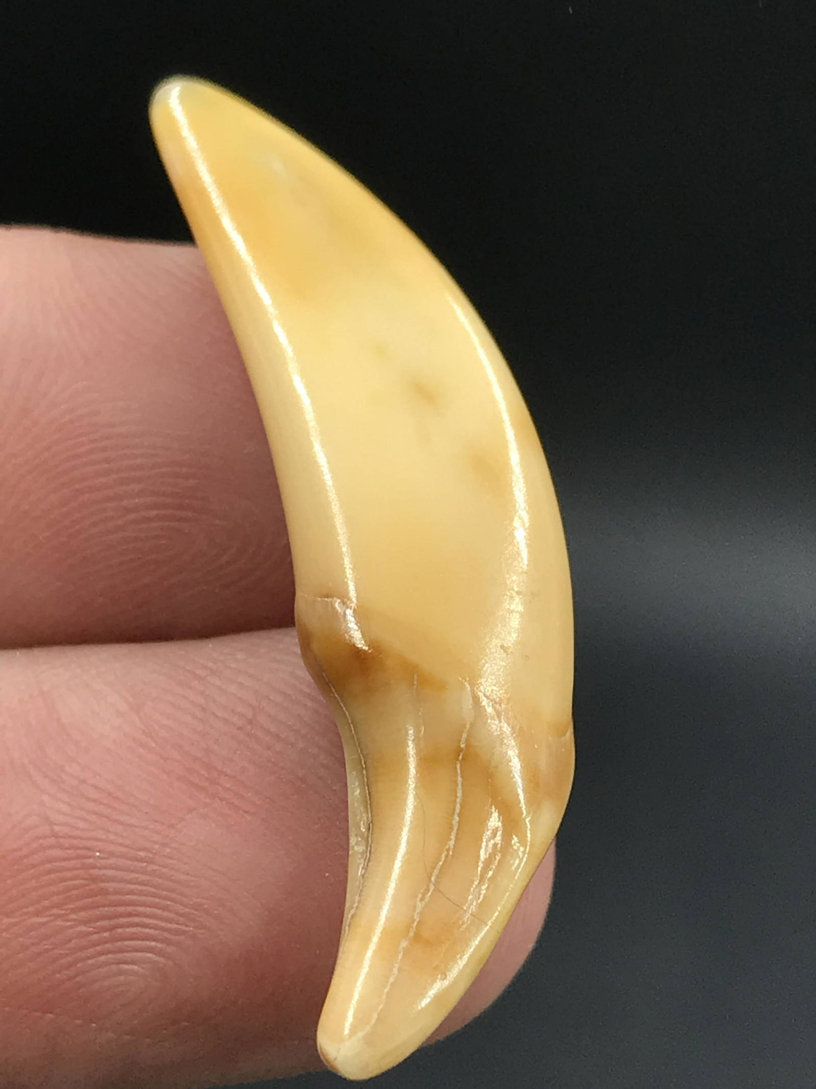 Seal, Fossil, Natural, Collectible, Specimen, Tooth Auction