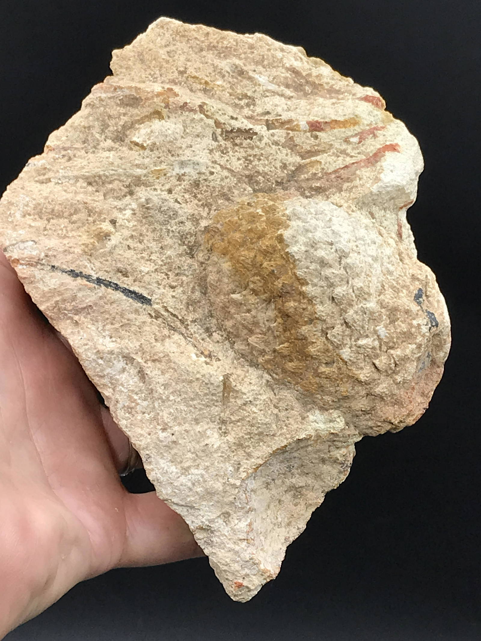 Pine Cone, Fossil, Rock, Natural, Collectible, Specimen, Auction