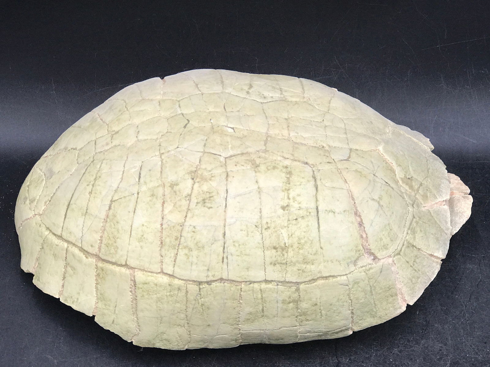Turtle, Fossil, Rock, Natural, Collectible, Shell Auction
