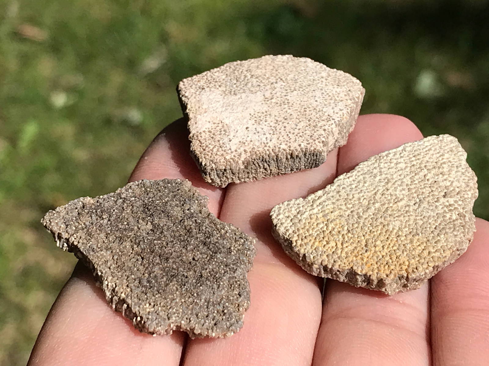 Eggshell, Fossil, Rock, Natural, Collectible, Dinosaur Auction